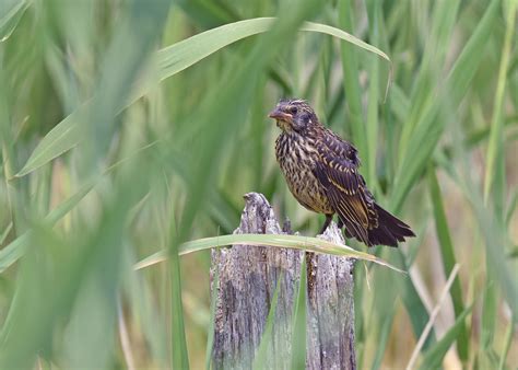 Red Winged Blackbird Audubon Field Guide
