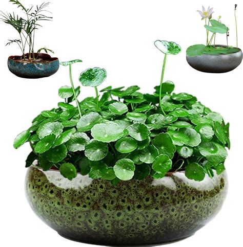 Lotus Bowl Planter Lotus Pots For Water Plants Indoor Lotus Planters