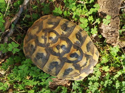 Carapace Della Tartaruga Di Terra Cura E Prevenzione