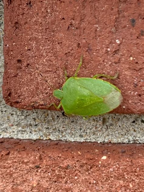 Green Stink Bugs Better Termite And Pest Control