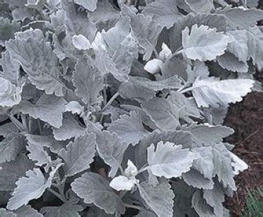 Dusty Miller Plant How To Grow This Beautiful Silvery Plant