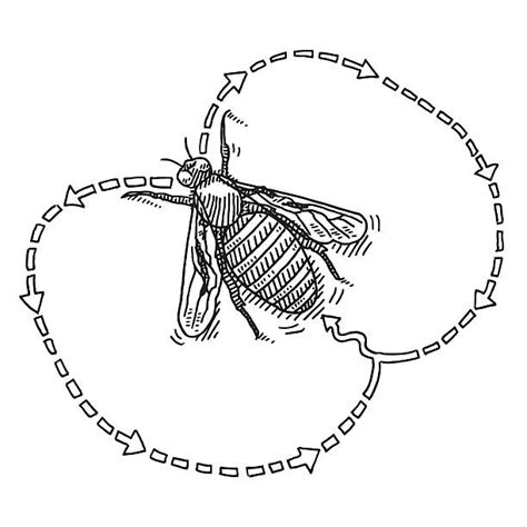 Bee Dance Illustrations Royalty Free Vector Graphics And Clip Art Istock