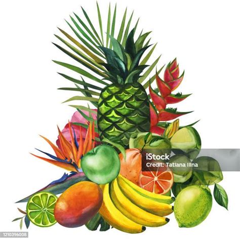 수채화 세트 과일 손 그림 장식 배경입니다 섬유 천 벽지 스크랩북 인쇄 0명에 대한 스톡 벡터 아트 및 기타 이미지 0명 개체 그룹 건강한 생활방식 Istock