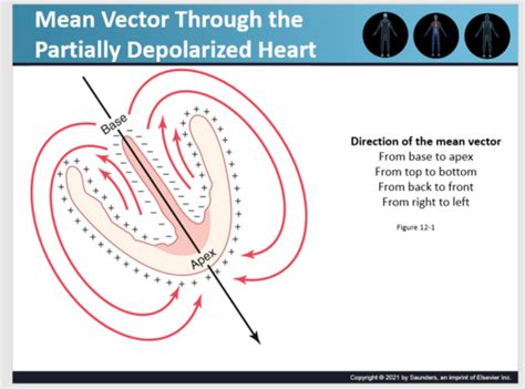 Chapter 12 Electrocardiographic Interpretation Of Cardiac Muscle And