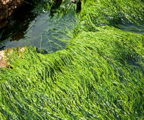Key Medicinal Plant Spirulina The Blue Green Superfood Of Vitality