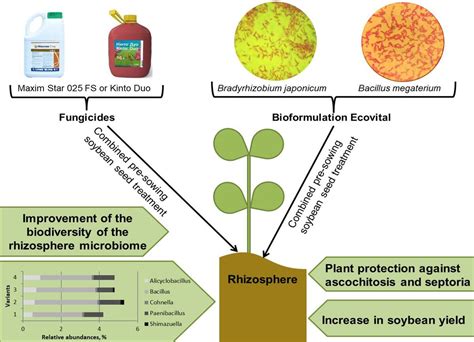 Rhizosphere Prokaryotic Microbiome Resistance To Mycoses And