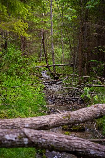 말린 나뭇가지가 쓰러진 숲에서 맑은 강이 물입니다 강둑에 강과 녹색 잔디가있는 아름다운 숲 풍경 0명에 대한 스톡 사진 및 기타 이미지 Istock