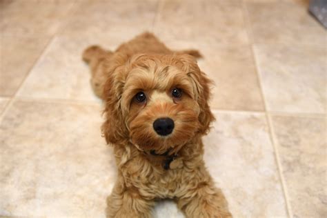 8 Best Cockapoo Haircuts For Your Doggo Pictures Included