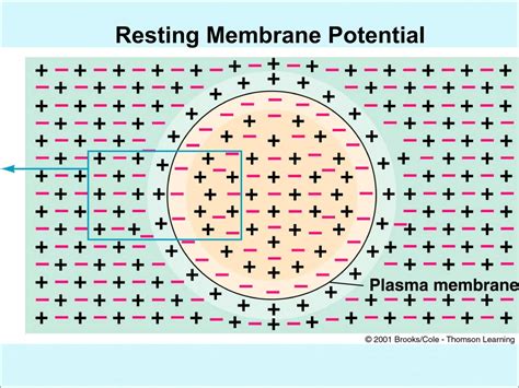 Membrane Potential Action Potential Ppt