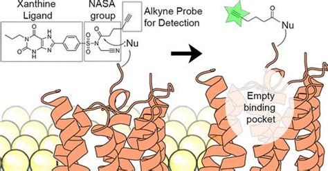 用于 Gpcr 配体定向共价标记的 N 酰基 N 烷基磺酰胺探针：腺苷 A2b 受体案例研究 Acs Chemical Biology X Mol
