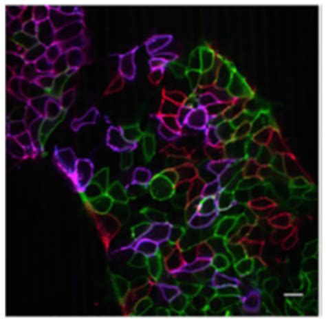 Fluorescence Microscopy—an Outline Of Hardware Biological Handling