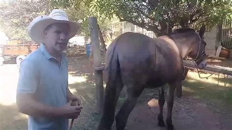 Homem Comendo O Cu Do Cavalo Fdplearn