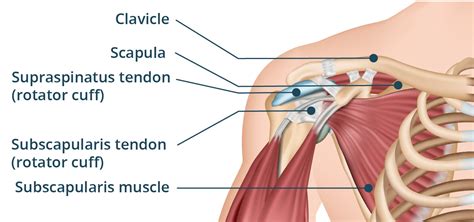 Treating Rotator Cuff Tendonitis Shoulder Tendonitis Treatment Fort