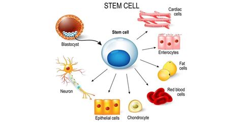 Shrikant Mandlik On Linkedin Stemcells Regenerativemedicine Celltherapy Biotechnology…