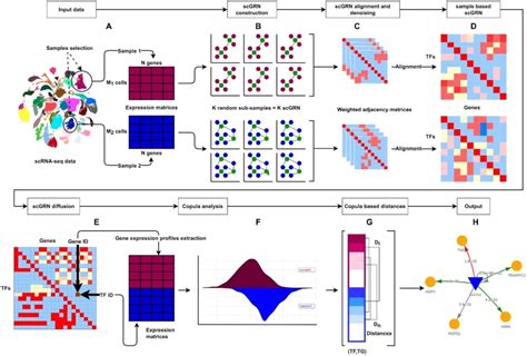 Meet Diniro An Interactive Platform For Single Cell Rnaseq Based Gene