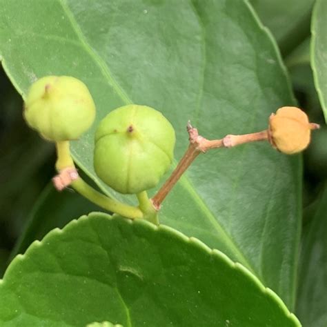Tree Dataset Of Urban Street Classificationfruit Kaggle
