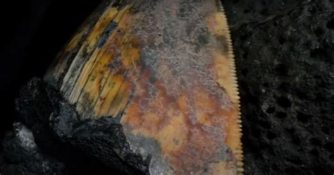 Primer Diente Fósil De Megalodón Recuperado Del Océano Infobae