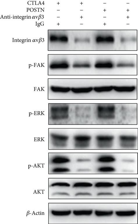 Integrin αvβ3fakerk Signaling Pathway Was Blocked By Anti Integrin