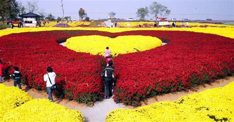[충청] 국화·철새와 함께 떠나는 만추 여행