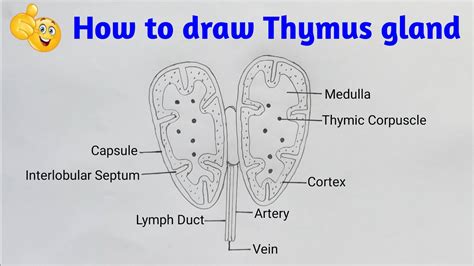 How To Draw Diagram Of Thymus Gland Step By Step In Simple Way Youtube
