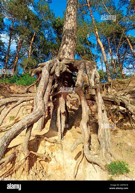 Pine Tree With Huge Roots In The Forest Pine Root Growing Above The Ground Tree Of Pine With