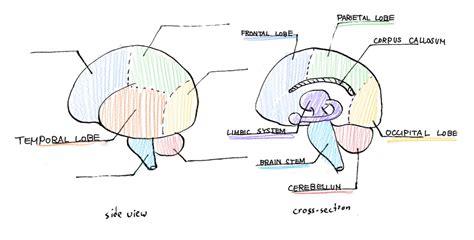 chapter 2 diagram quizlet