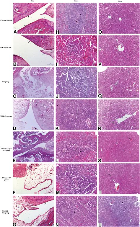 Photomicrographs Of Joint Sections Stained With Routine Hande Stain Download Scientific Diagram