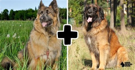 German Shepherd Leonberger Mix How Much It Is Worth