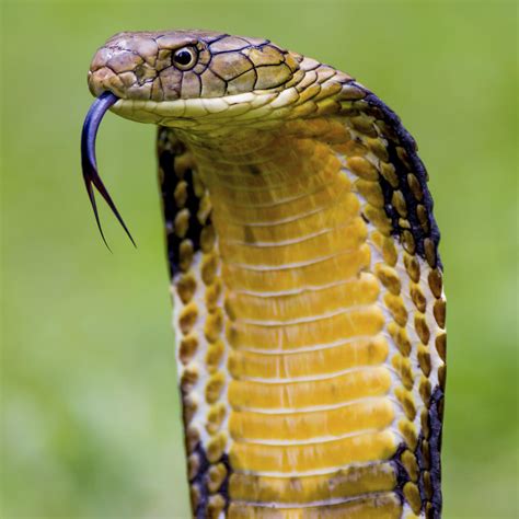 A Nesting King Cobra | Wild Kingdom | Animal Planet
