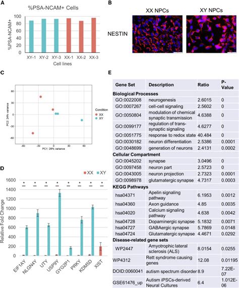 Modeling Sex Differences In Humans Using Isogenic Induced Pluripotent Stem Cells Stem Cell Reports