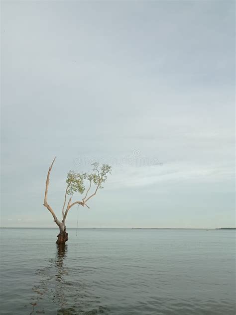 Trees That Grow From The Sea Stock Image Image Of Residents Kutai 266116701