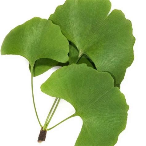 Ginkgo Biloba Leaf Extract At ₹ 2817 00 Ginkgo Biloba Extract Id 2855463696988