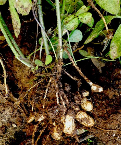 Where Do Peanuts Grow