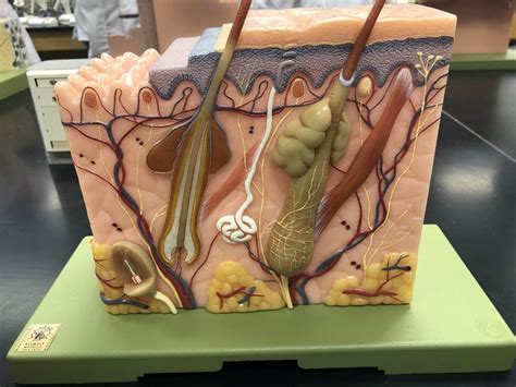 Anatomy And Physiology Lab Skin Model Diagram Quizlet