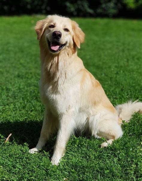 Hovawart Hündin Malu Hovawart Hund Tiere Spiel