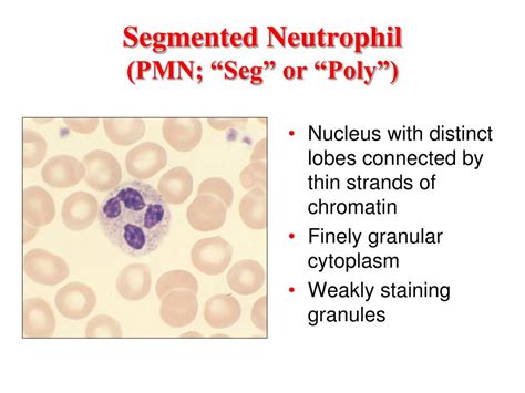 Abs Neutrophils Segmented At Mark Ferretti Blog