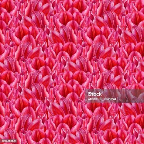 수채화 물감 손으로 그린 꽃무늬 이음새가 없는 핫 핑크 튤립 생일 발렌타인 데이 여성과 어머니의 날 청첩장 카드 포장지 선물 배경 화면 0명에 대한 스톡 벡터 아트 및 기타