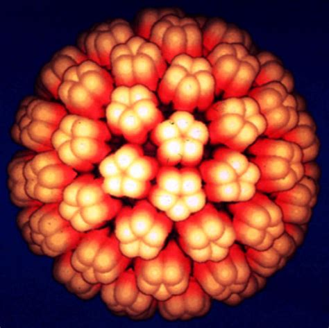 Polyomavirus Single Mutation Gives Virus New Target 2013 Wiley