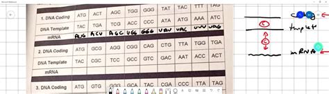 Write The Transcribed Dna Template Sequence From The Given Mrna