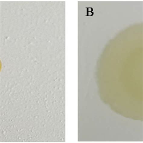 Scanning Electron Microscope Sem Micrographs Of Baso4 Bifunctional Download Scientific