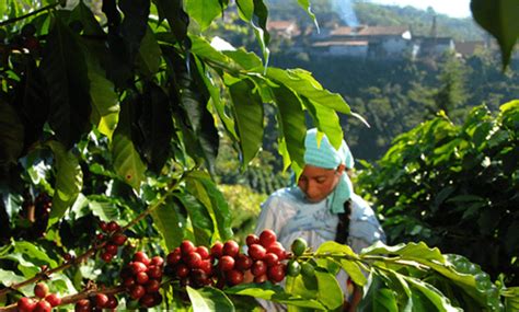 ¿amante Del Café Debes Conocer La Ruta Del Delicioso Café De Chiapas
