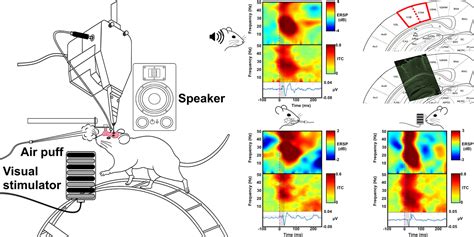 Beyond Vision Response Of The Mouse Visual Cortex To Multimodal Stimulation Caballero Tapia