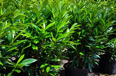 Skip Laurel Shrubs Buy Skip Laurels Online The Tree Center