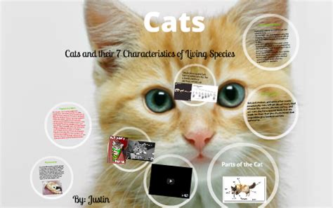 Cats And Their Involvement With The 7 Characteristics Of Living Species