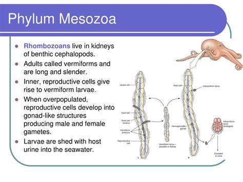 Ppt Flatworms Mesozoans And Ribbon Worms Powerpoint Presentation