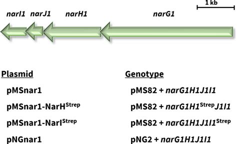 A Schematic Representation Of The Genetic Locus Of The Operon Encoding Download Scientific