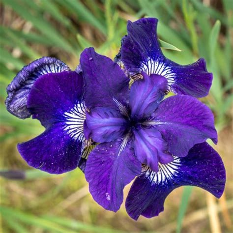 Iris Dataset Wrangled Kaggle