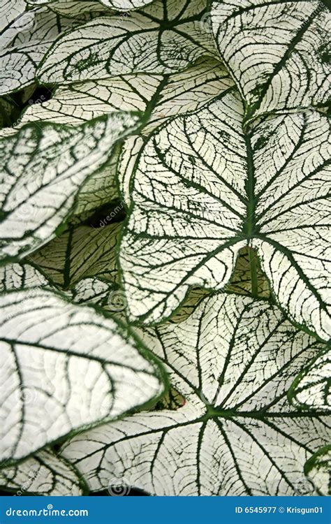 Fancy Leaved Caladium Stock Image Image Of Arrowhead 6545977
