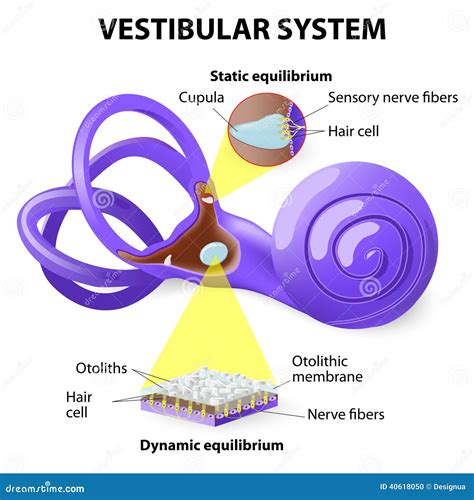 vestibular system stock vector image 40618050