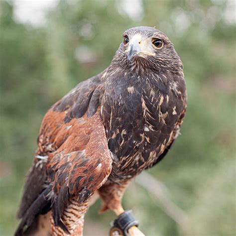 Gilly Liberty Wildlife